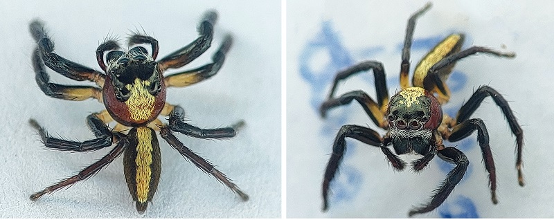 From Indonesia to Assam: Jumping spider in Barak Valley marks first ...